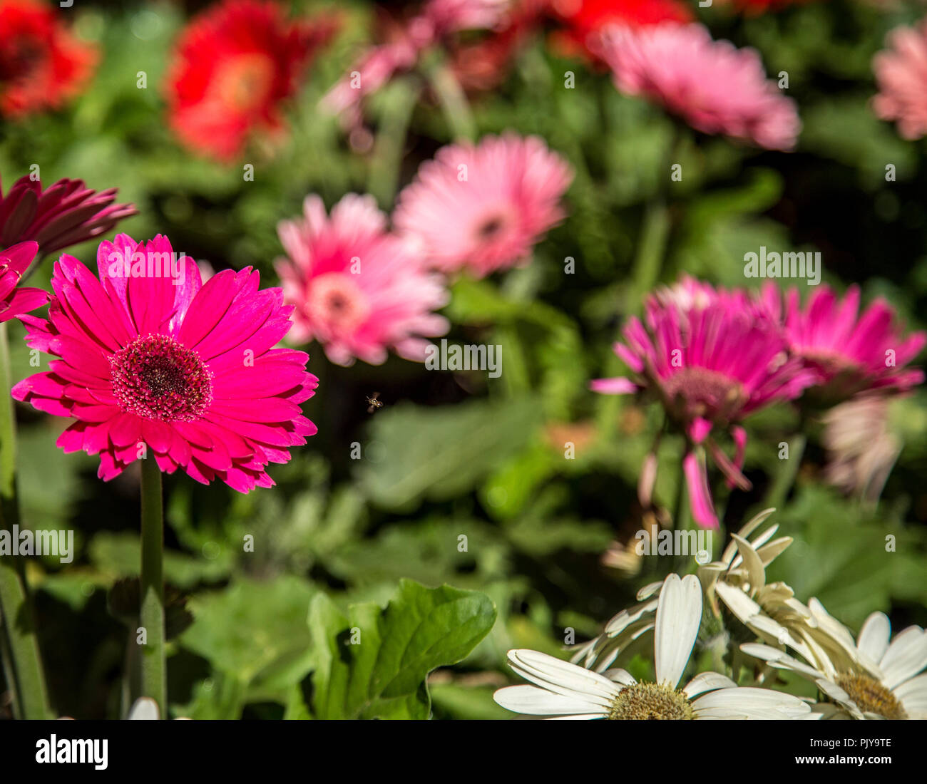 Gerbera flower plant color Stock Photo - Alamy
