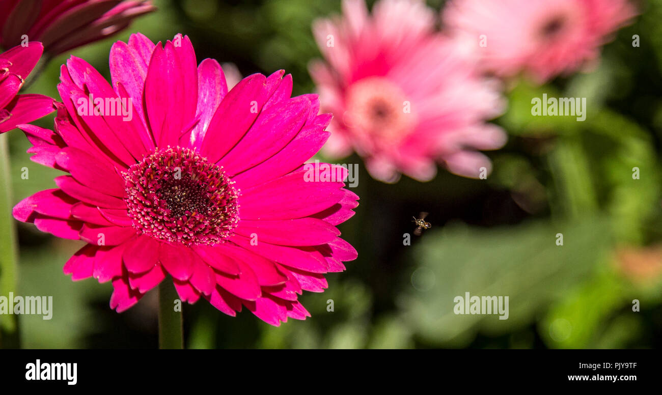 Gerbera flower plant color Stock Photo - Alamy