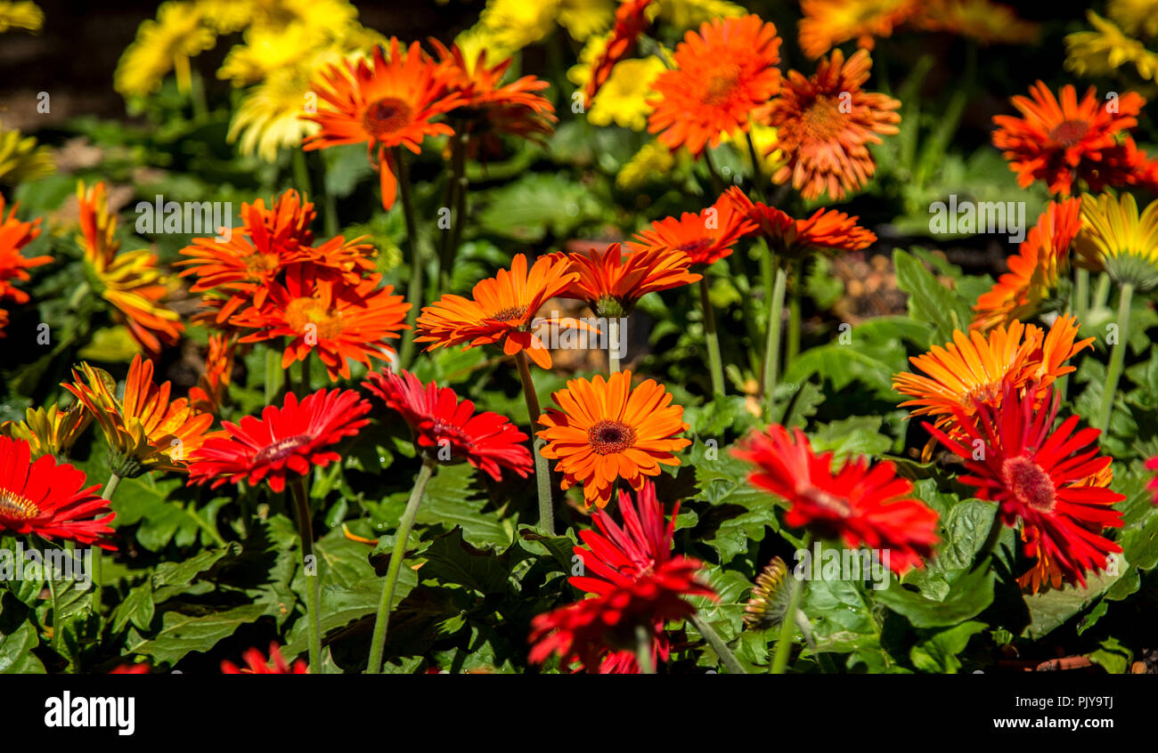 Gerbera flower plant color Stock Photo - Alamy