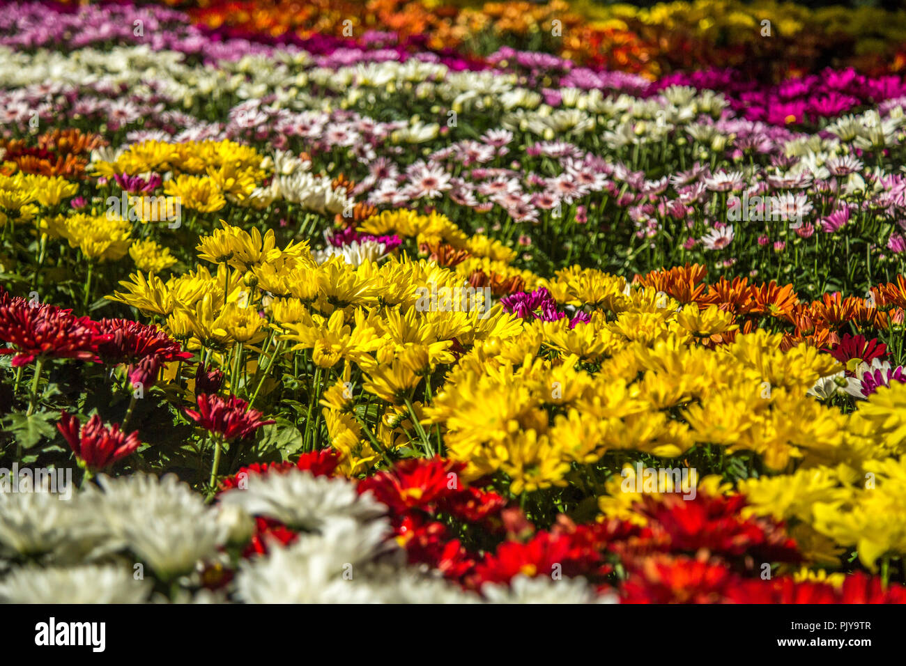 Daisy flower plant color cultive Stock Photo - Alamy