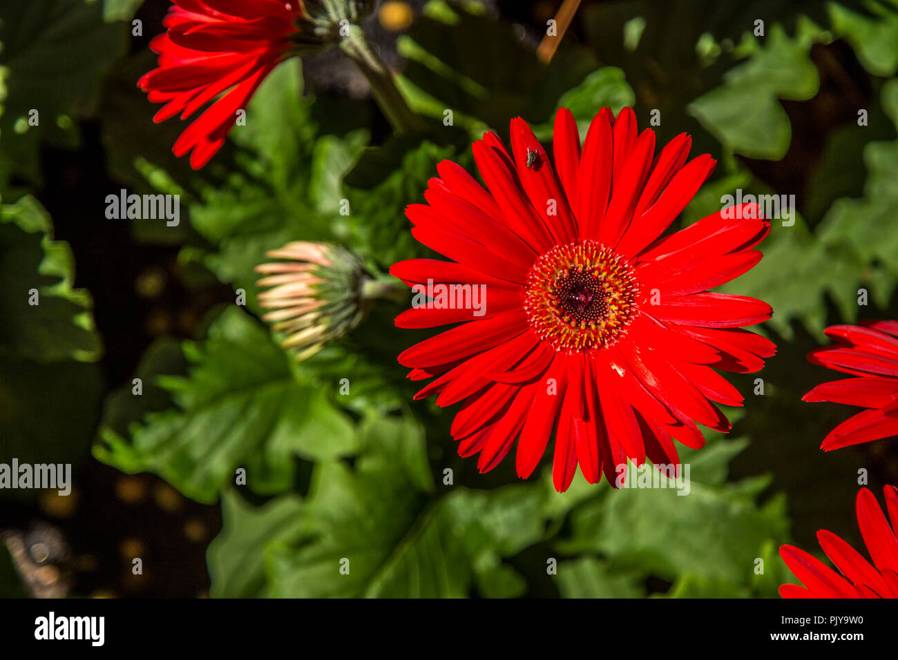 Gerbera flower plant color Stock Photo - Alamy