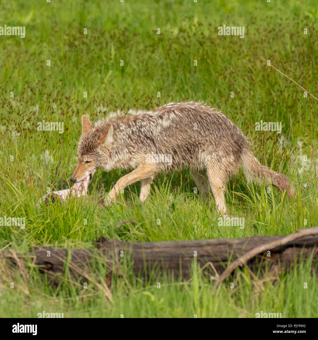 Coyote Devours Piece of Elk Meat Stock Photo - Alamy