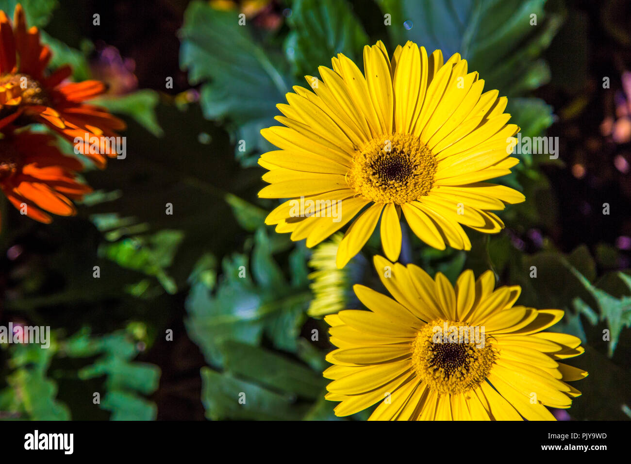 Gerbera flower plant color Stock Photo - Alamy
