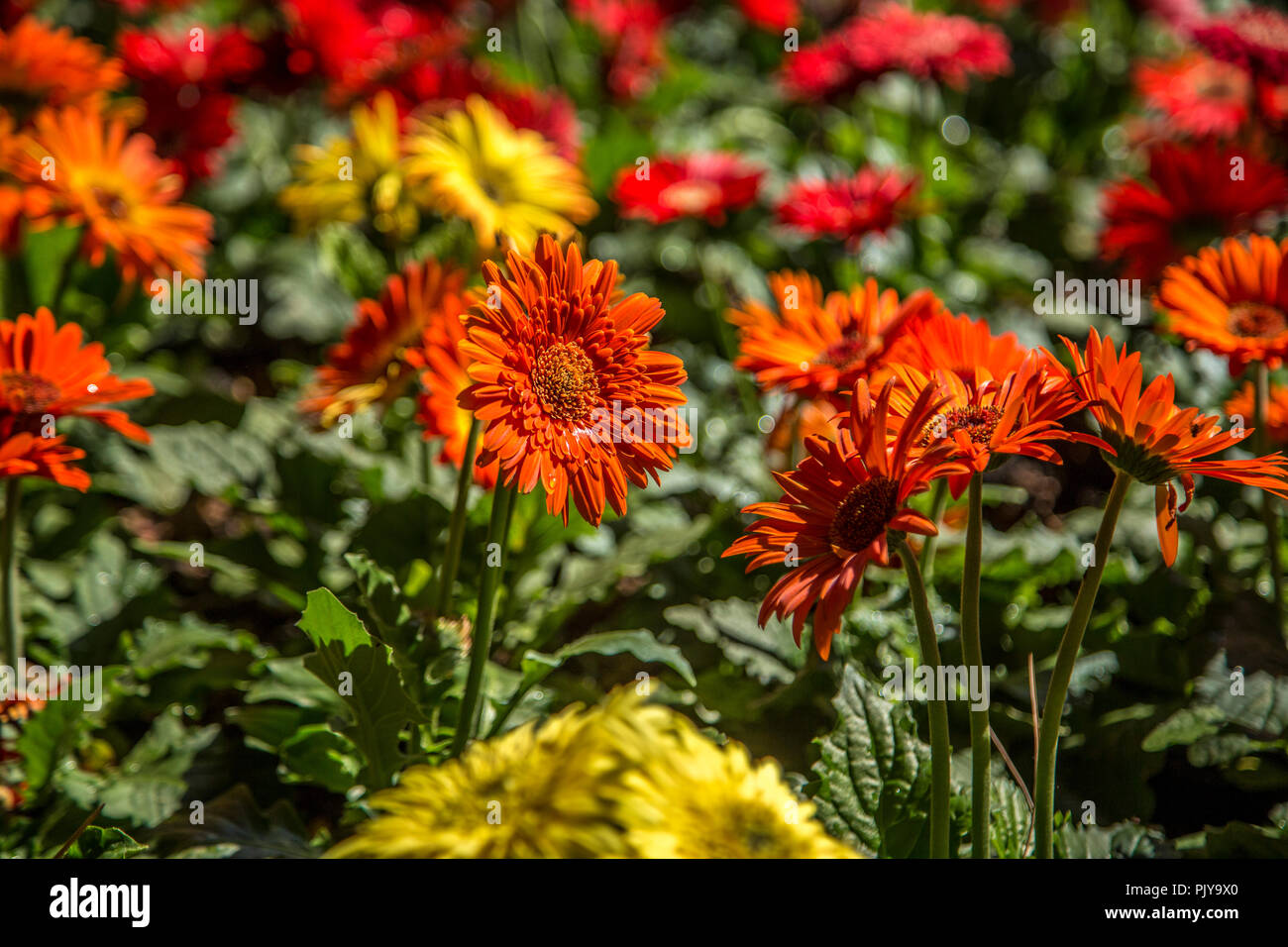 Gerbera flower plant color Stock Photo - Alamy