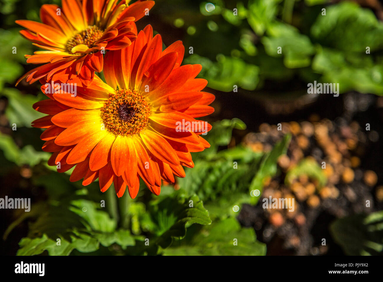 Gerbera flower plant color Stock Photo - Alamy