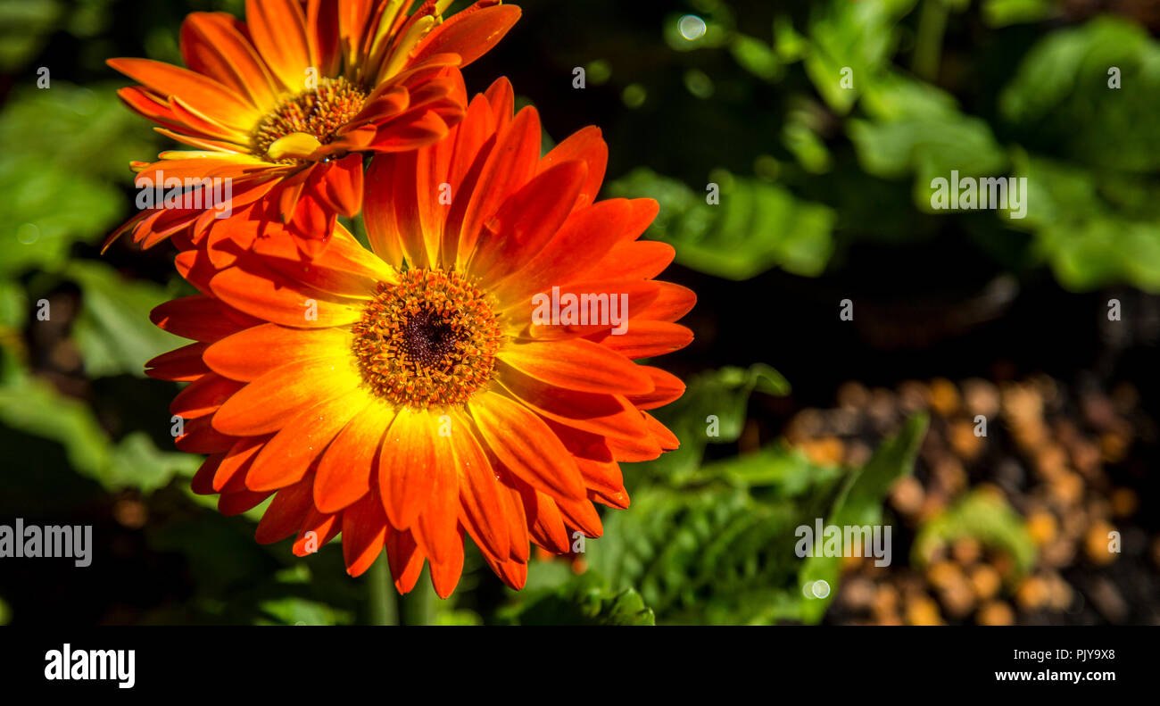 Gerbera flower plant color Stock Photo - Alamy