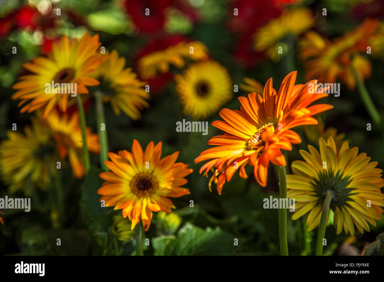 Gerbera flower plant color Stock Photo - Alamy