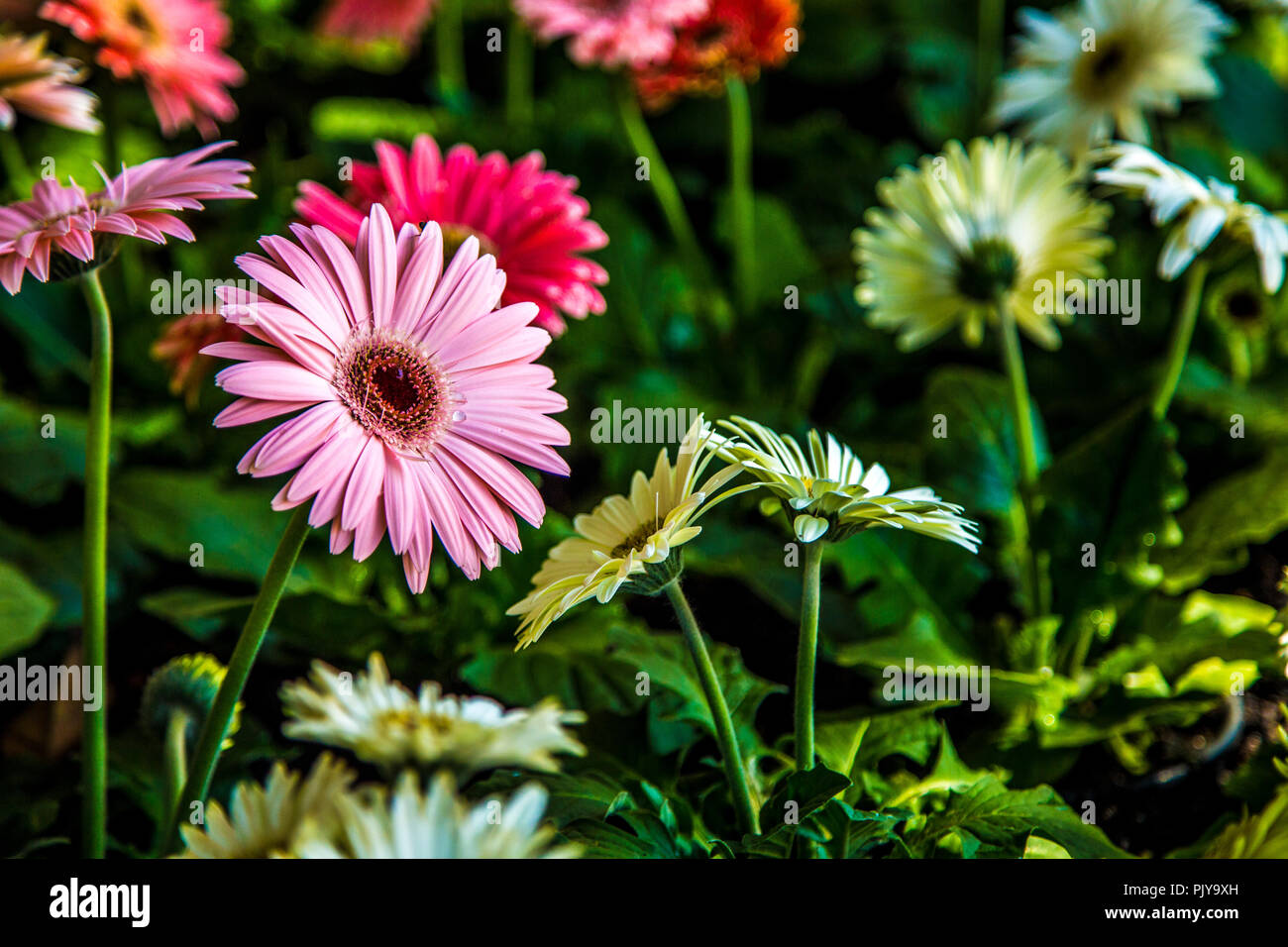 Gerbera flower plant color Stock Photo - Alamy