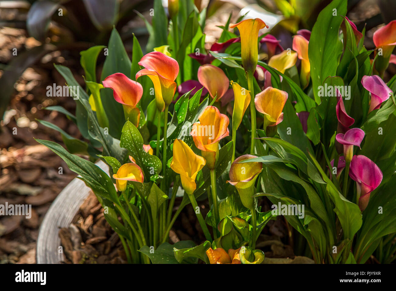 calla flower plant foliage cultive Stock Photo - Alamy
