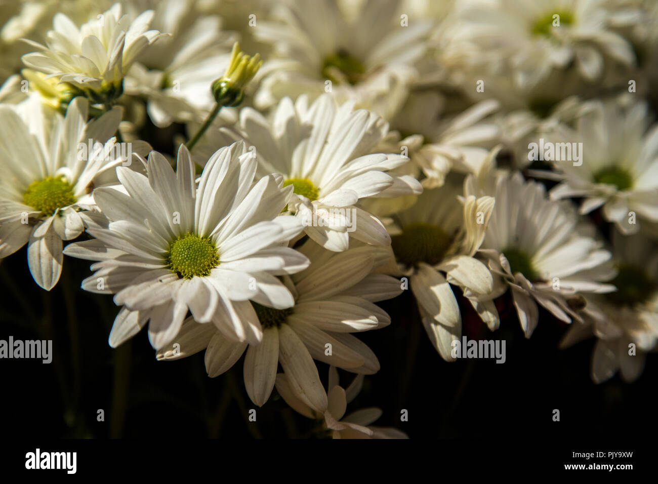 Daisy flower plant color cultive Stock Photo - Alamy