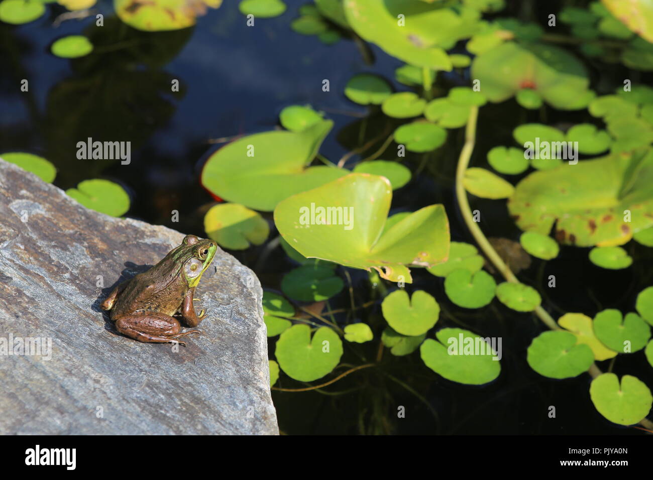 frog in garden pond Stock Photo - Alamy