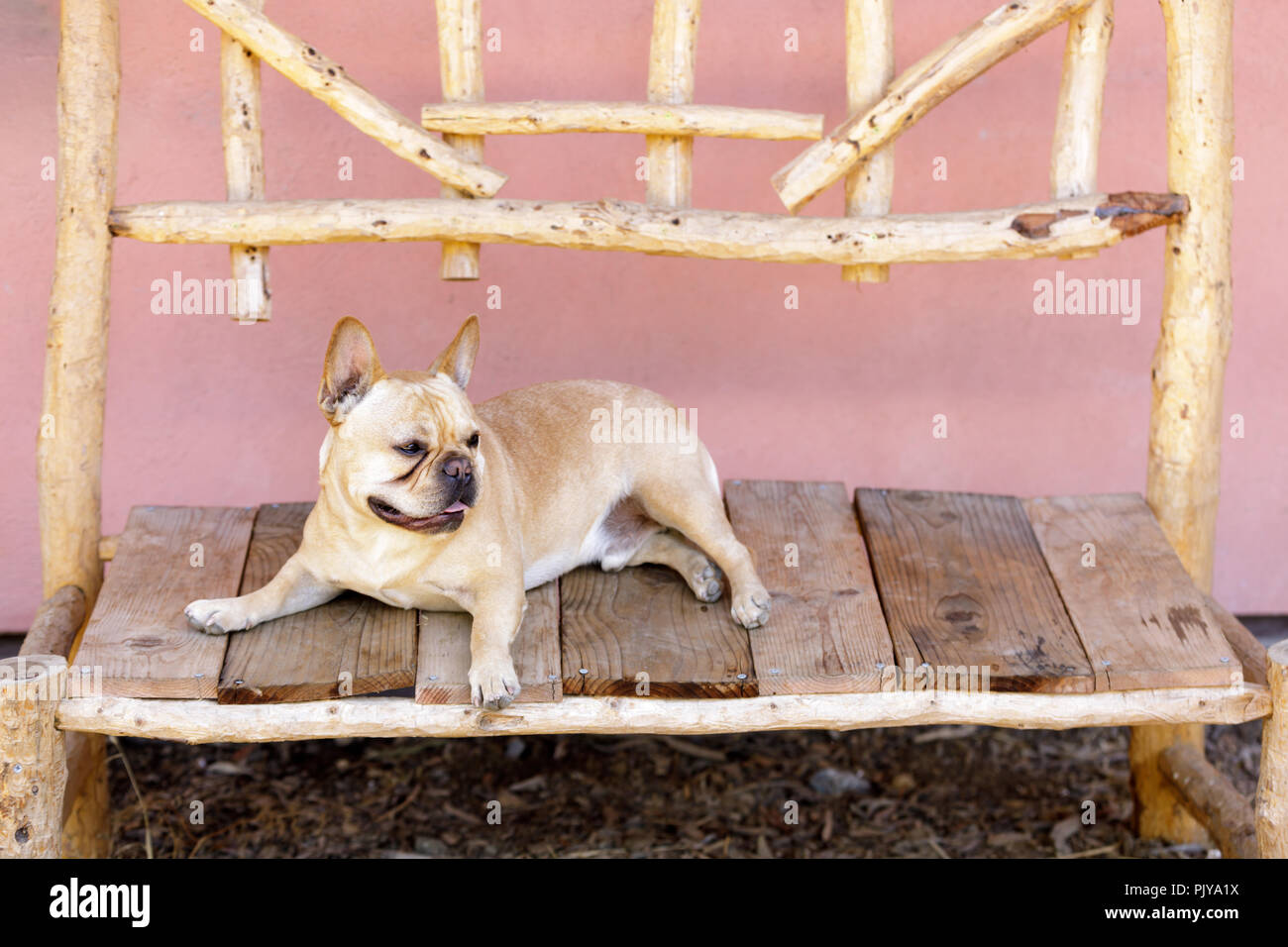 Frenchie hi-res stock photography and images - Alamy