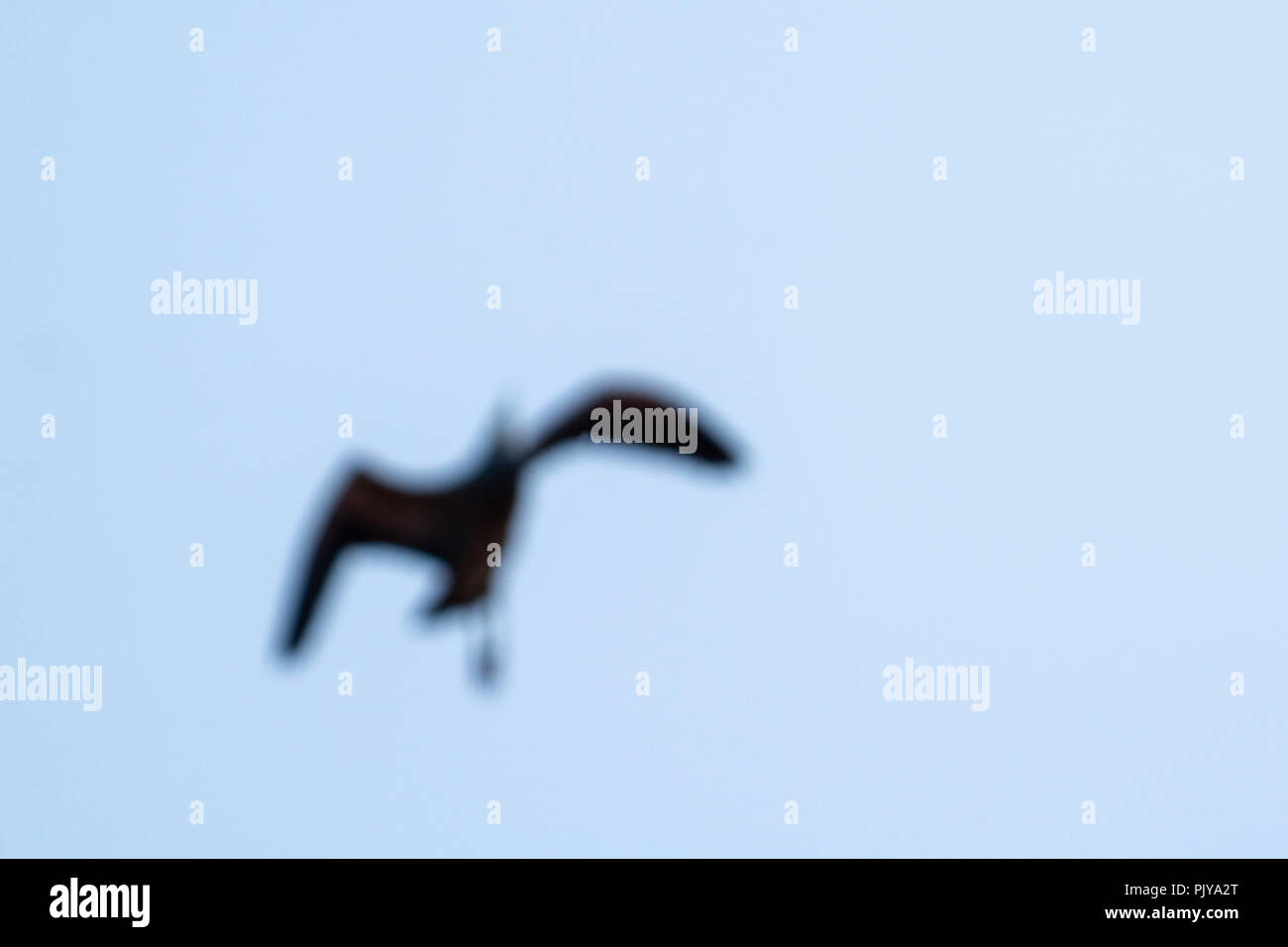 Impressionist blurred bird shape against blue sky flying overhead for ...