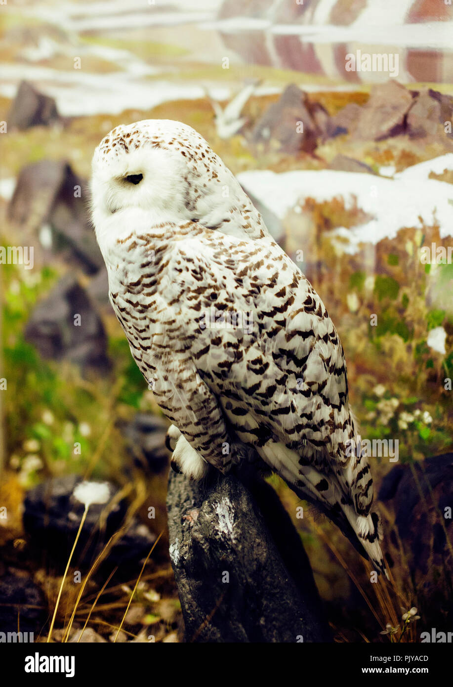 close up portrait of wild nature owl, lifestyle real bird grey Stock ...