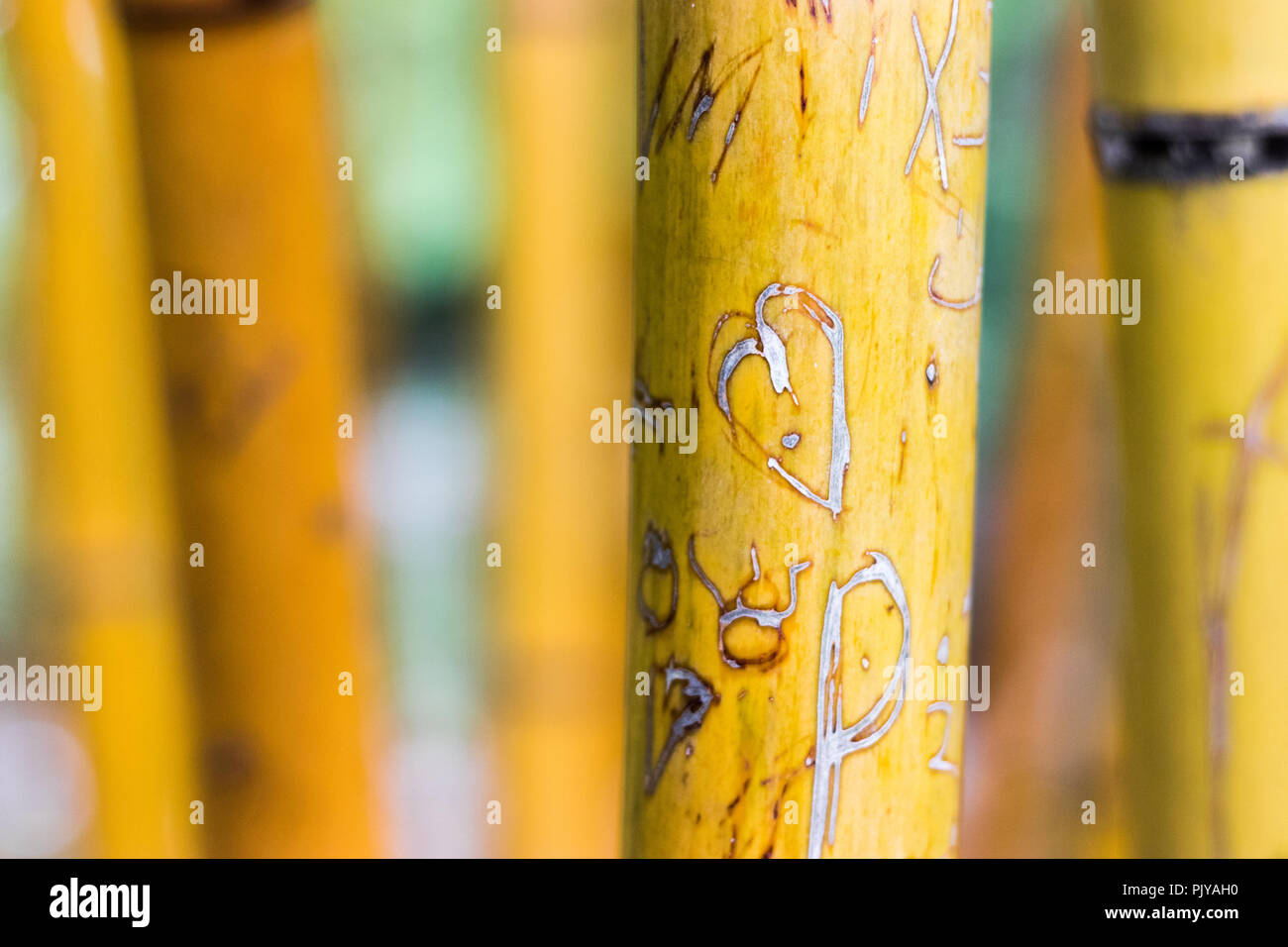 Forest of bamboo plants hi-res stock photography and images - Alamy