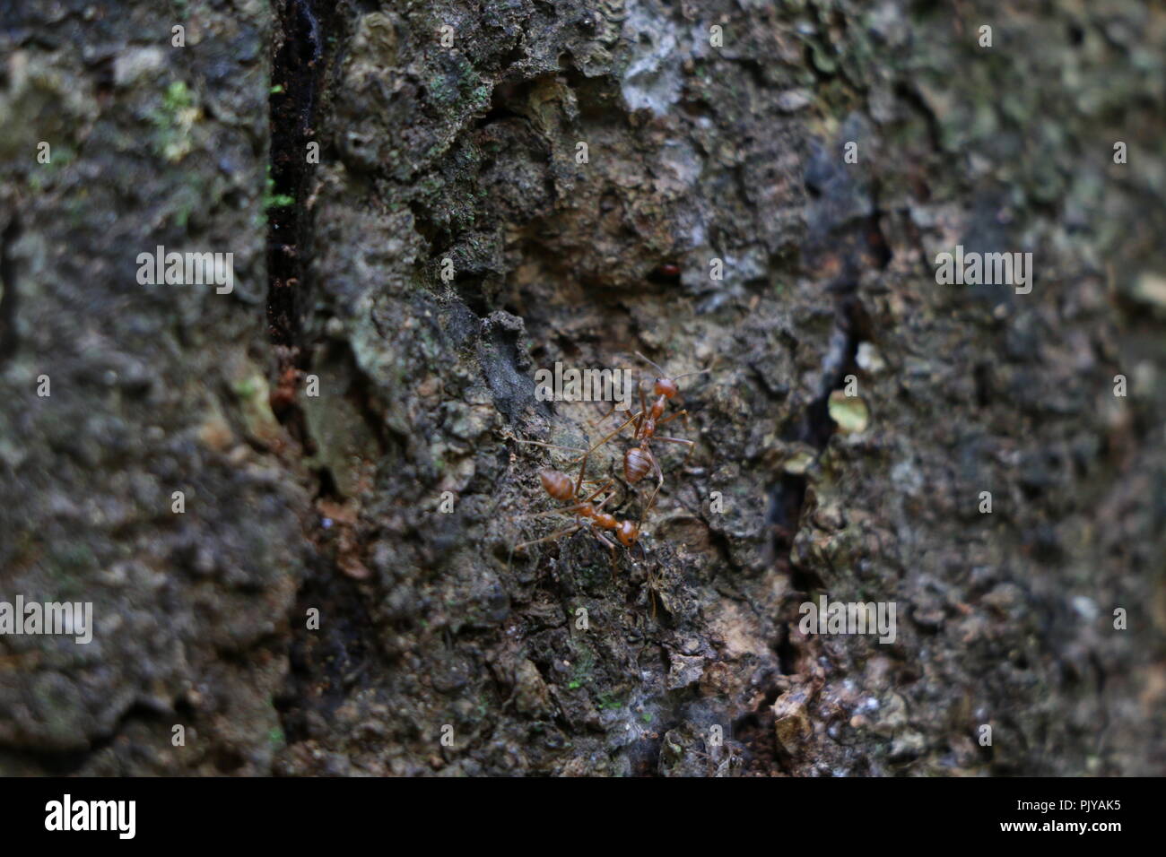 Ants on a Tree Stock Photo - Alamy