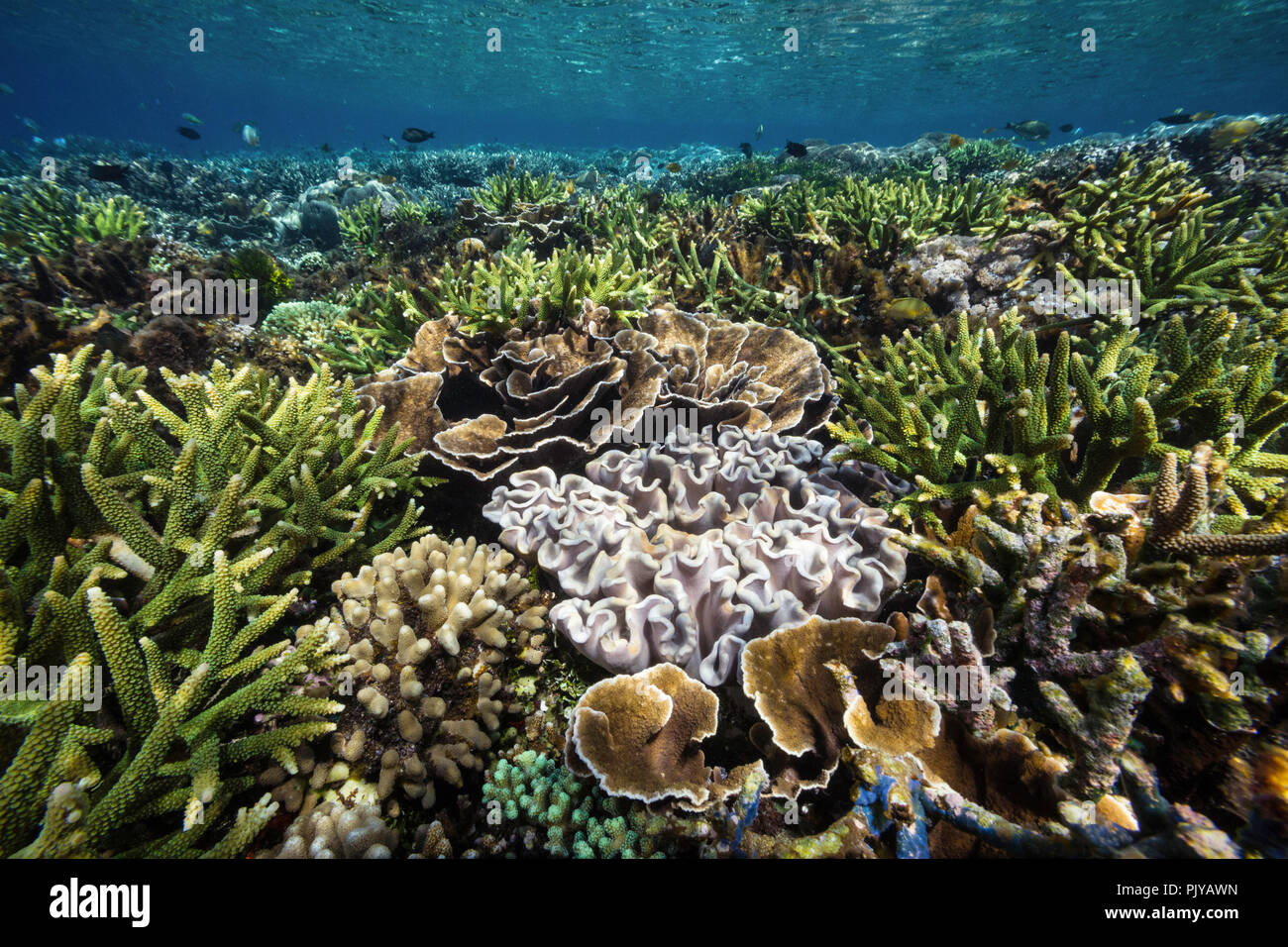 A profusion of hard and soft corals on Siaba Kecil Island, Komodo ...