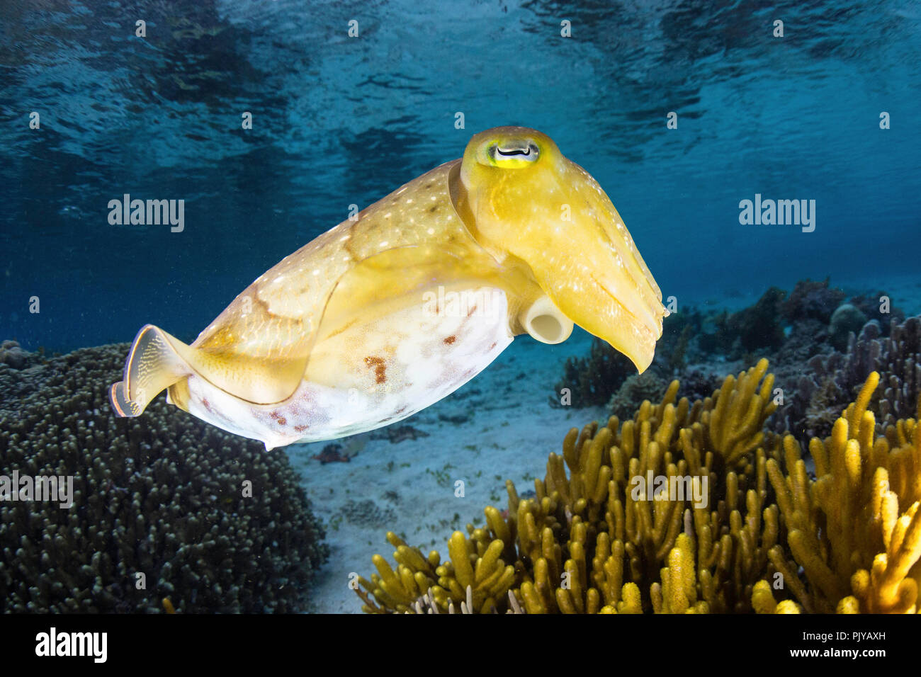 An Adult broadclub cuttlefish, Sepia latimanus, on the reef at Sebayur ...