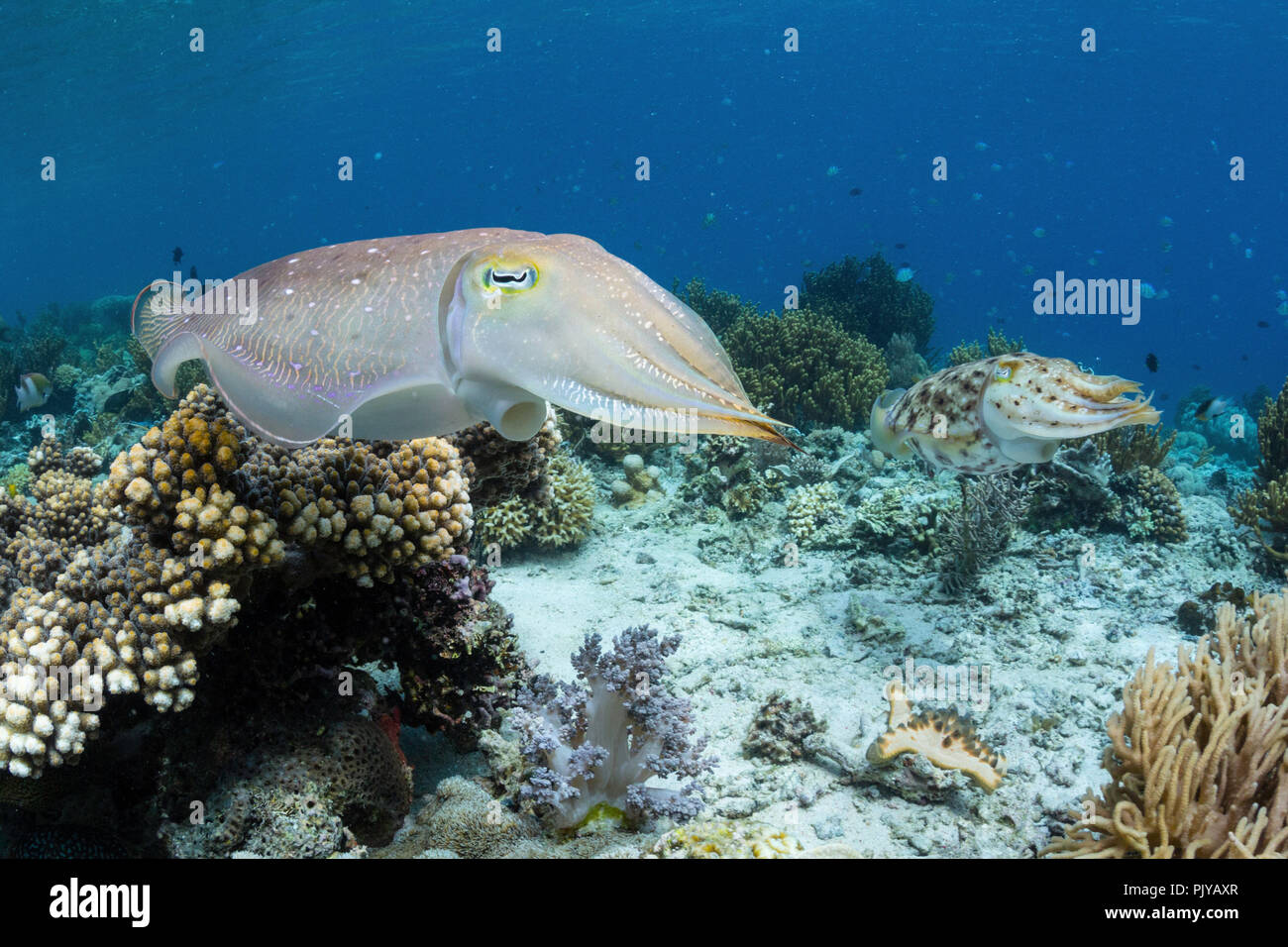 Adult broadclub cuttlefish, Sepia latimanus, courtship display, Sebayur ...