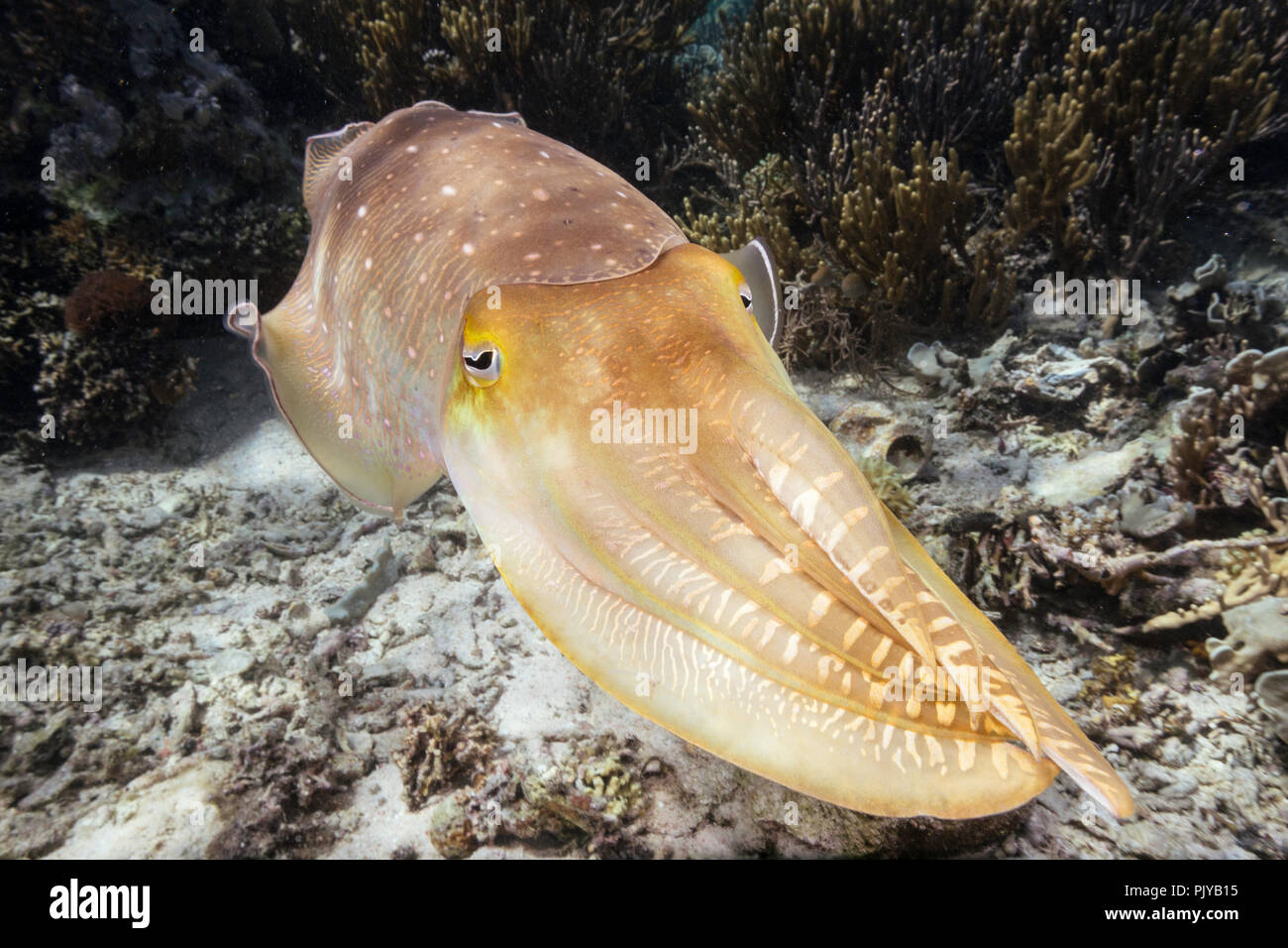 An Adult broadclub cuttlefish, Sepia latimanus, on the reef at Sebayur ...