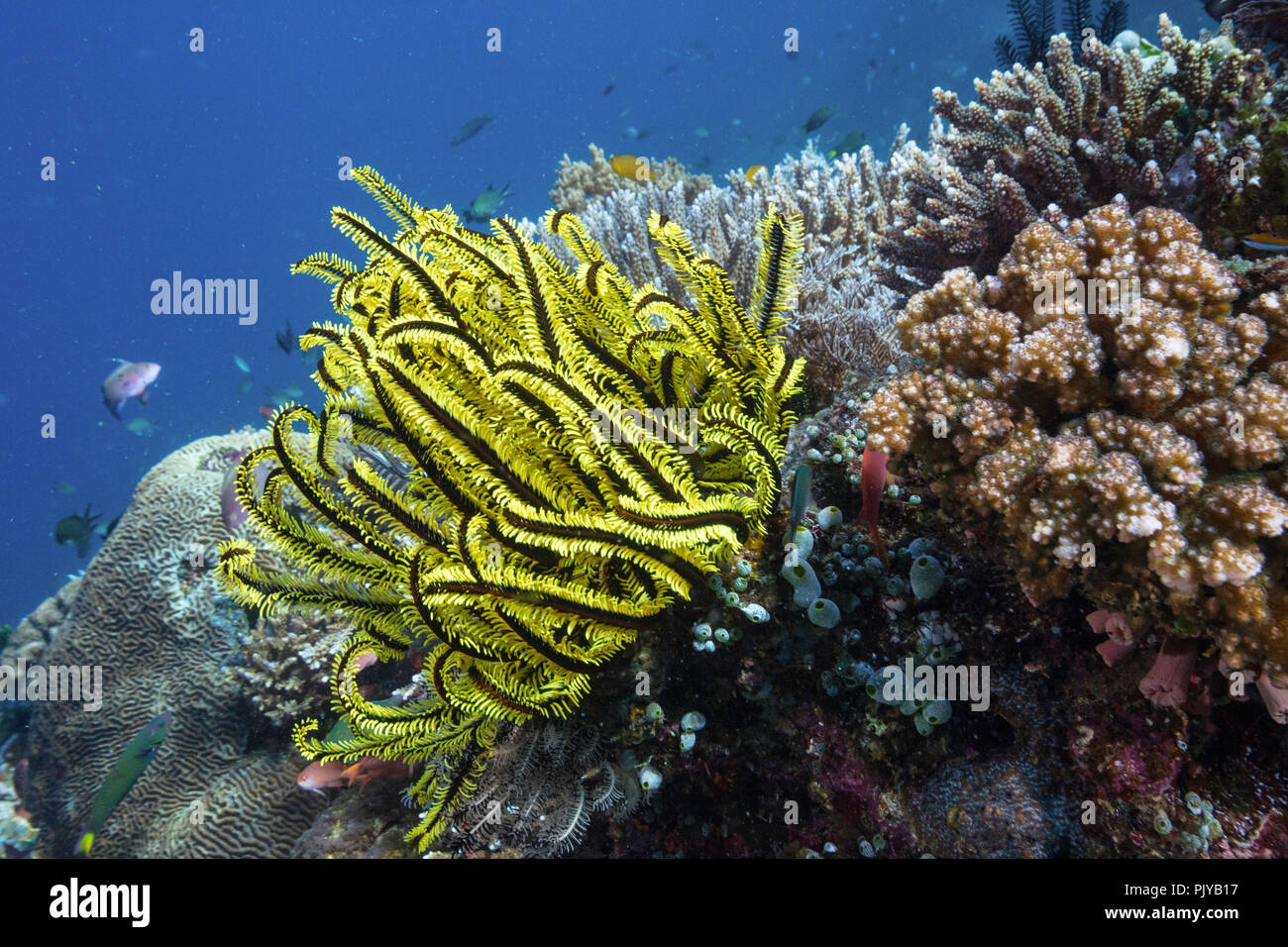 Yellow crinoid on Tengah Kecil Island, Komodo National Park, Flores Sea ...