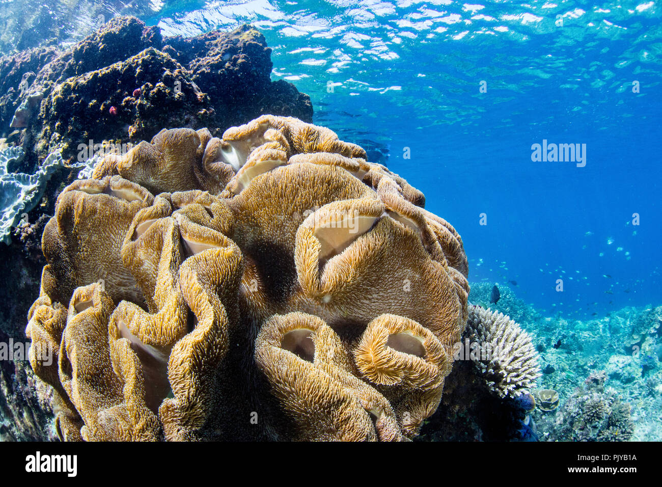 Flores komodo national park hi-res stock photography and images - Alamy