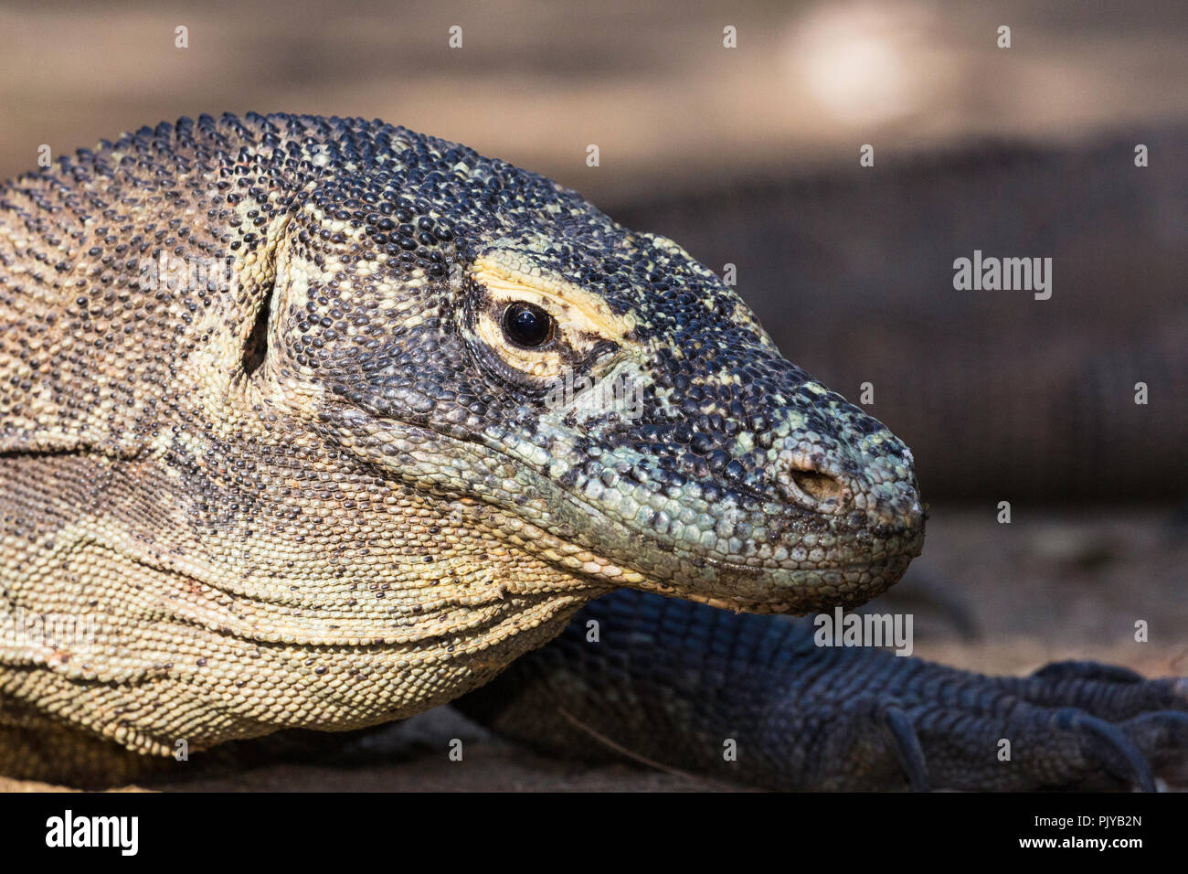 Komodo dragon head hi-res stock photography and images - Alamy