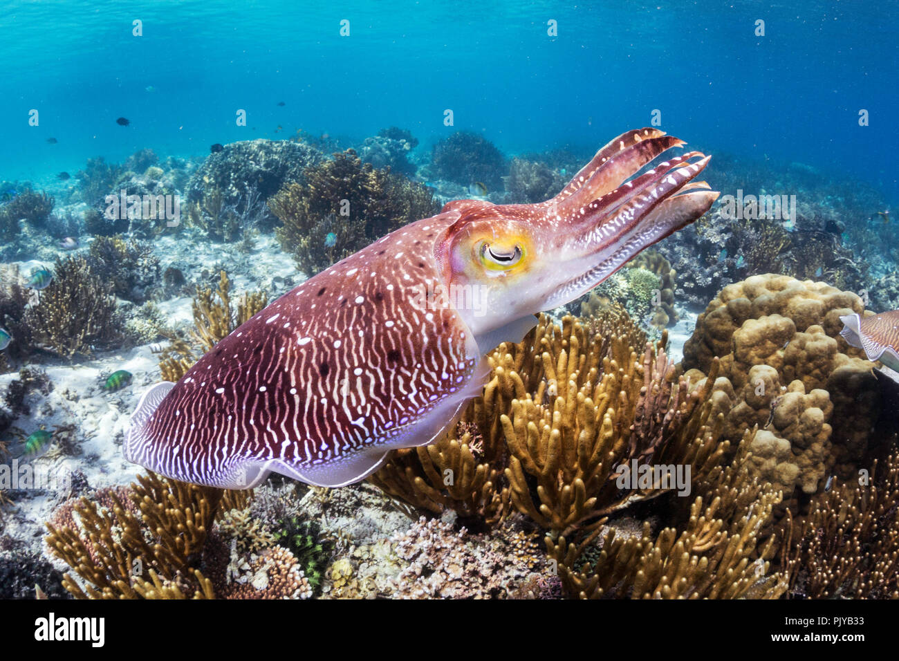 Adult broadclub cuttlefish, Sepia latimanus, courtship display, Sebayur ...