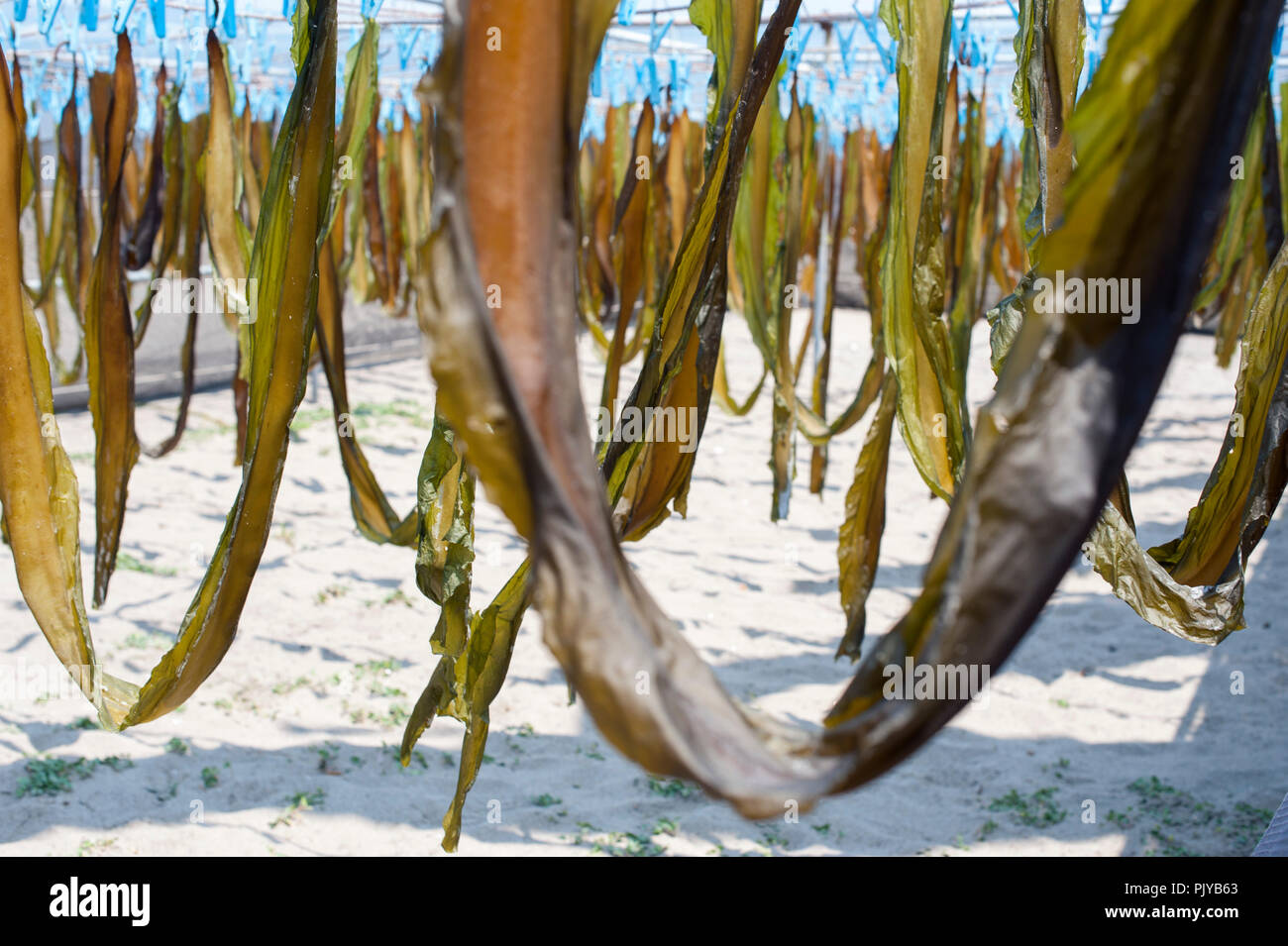 Seaweed is dried on a beach in Kurihama, Kanagawa Prefecture, Japan on ...