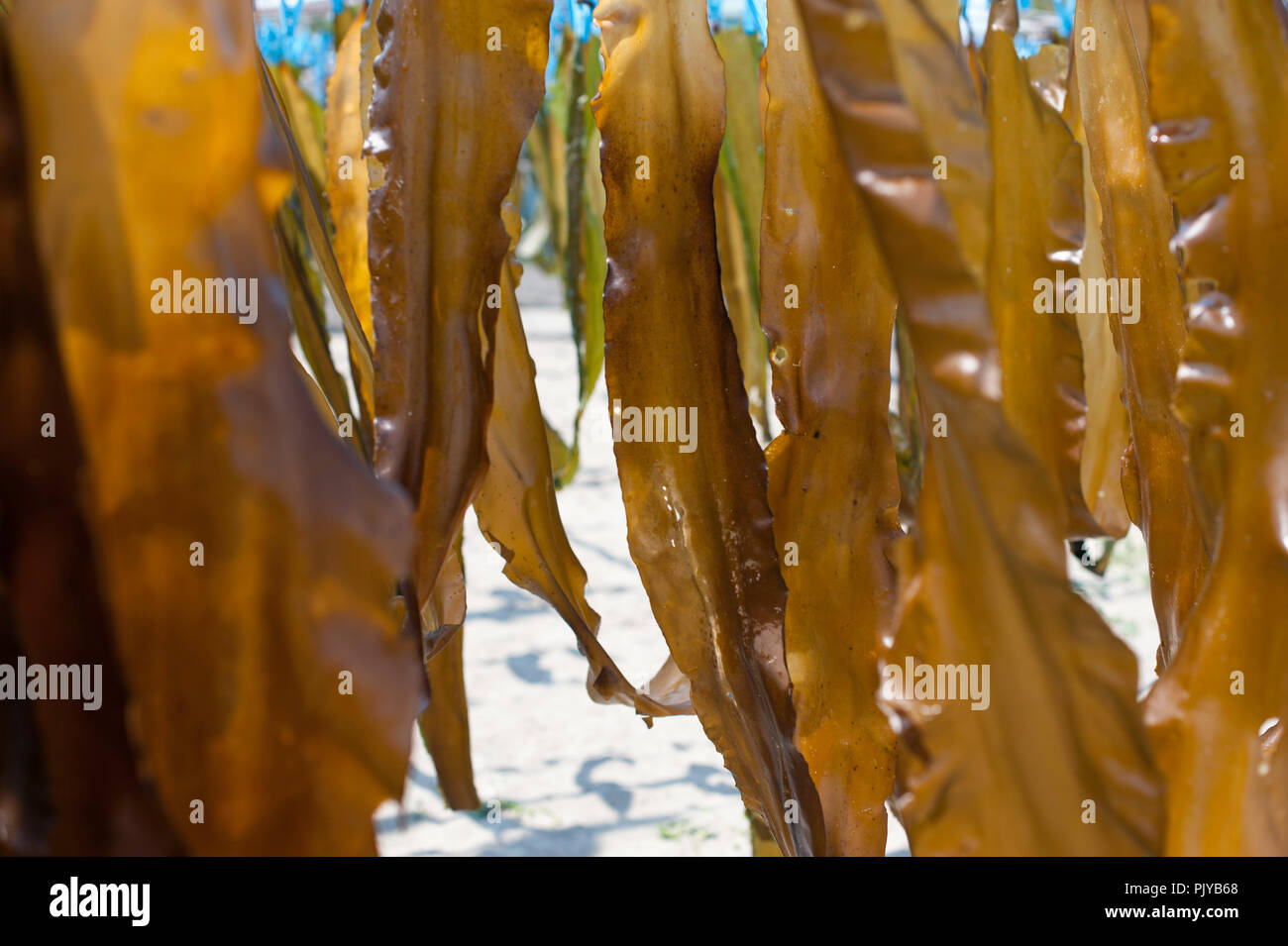 Seaweed is dried on a beach in Kurihama, Kanagawa Prefecture, Japan on ...