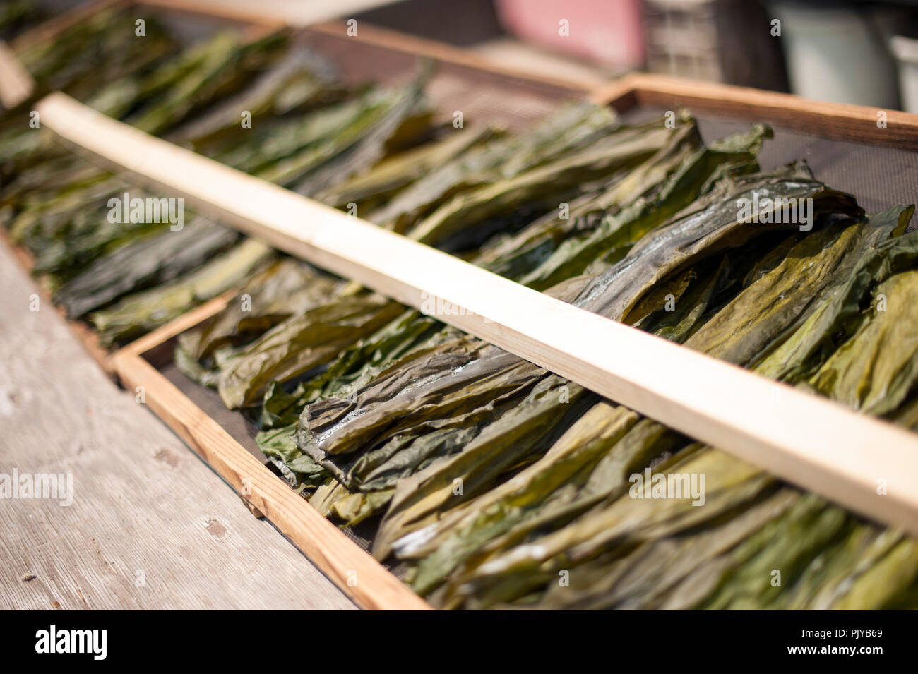 Japanese algae tokyo hi-res stock photography and images - Alamy