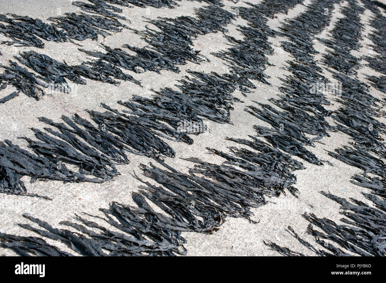 Kaiso High Resolution Stock Photography and Images - Alamy