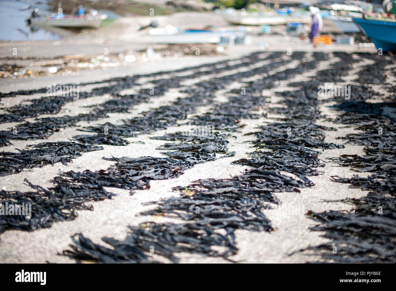 Seaweed is dried on a beach in Kurihama, Kanagawa Prefecture, Japan on ...