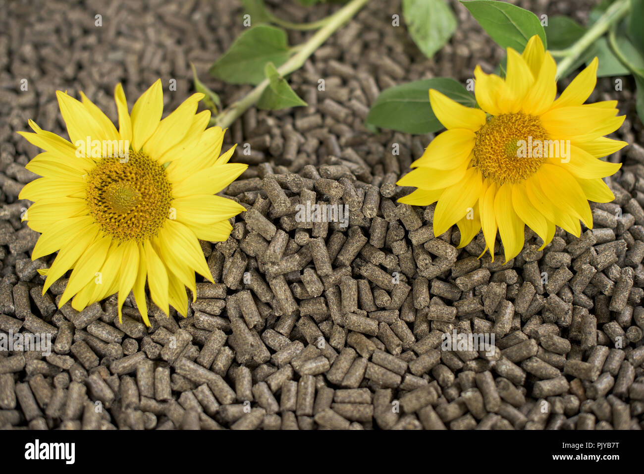 Two synwlowers and Pellet made of sunflower plants Stock Photo - Alamy
