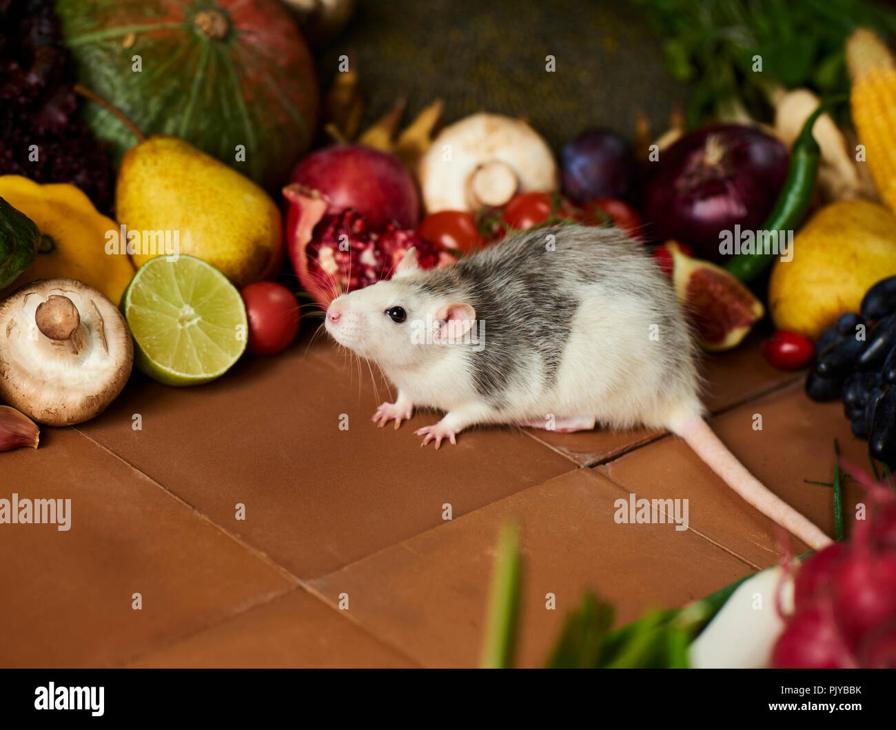 Cute rat garden hi-res stock photography and images - Alamy