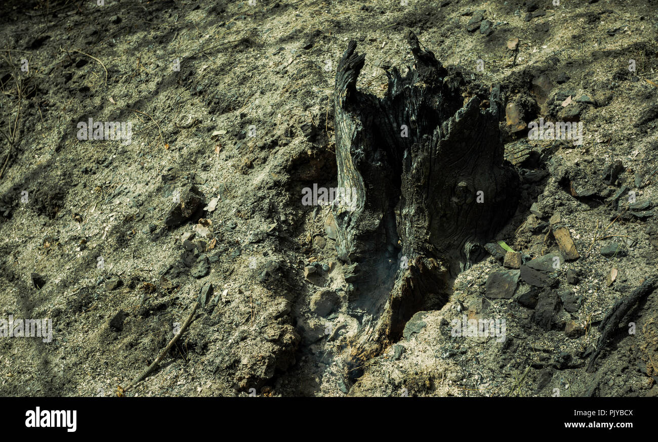Burnt tree ashes hi-res stock photography and images - Alamy