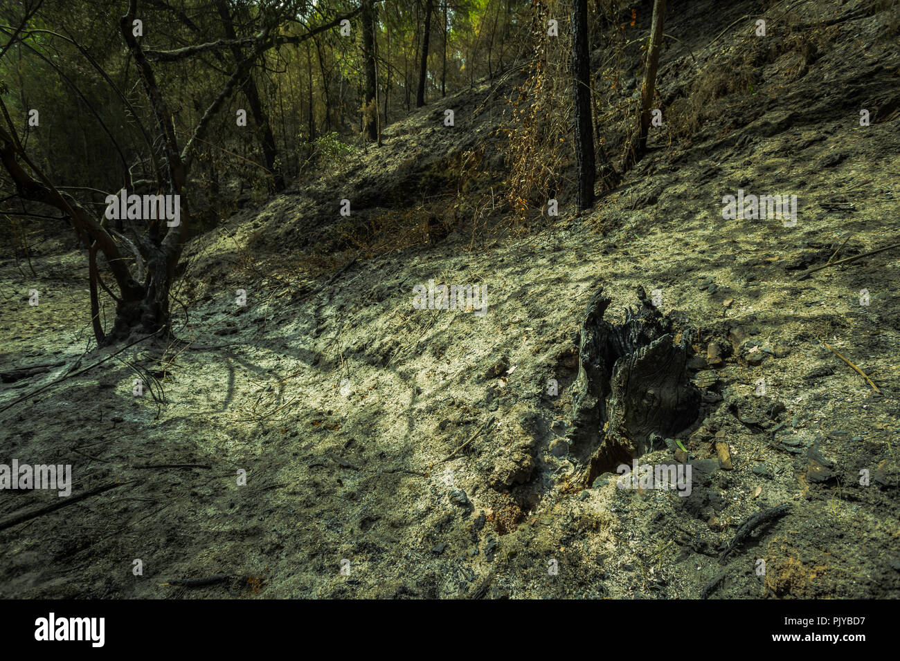 Burnt tree ashes hi-res stock photography and images - Alamy