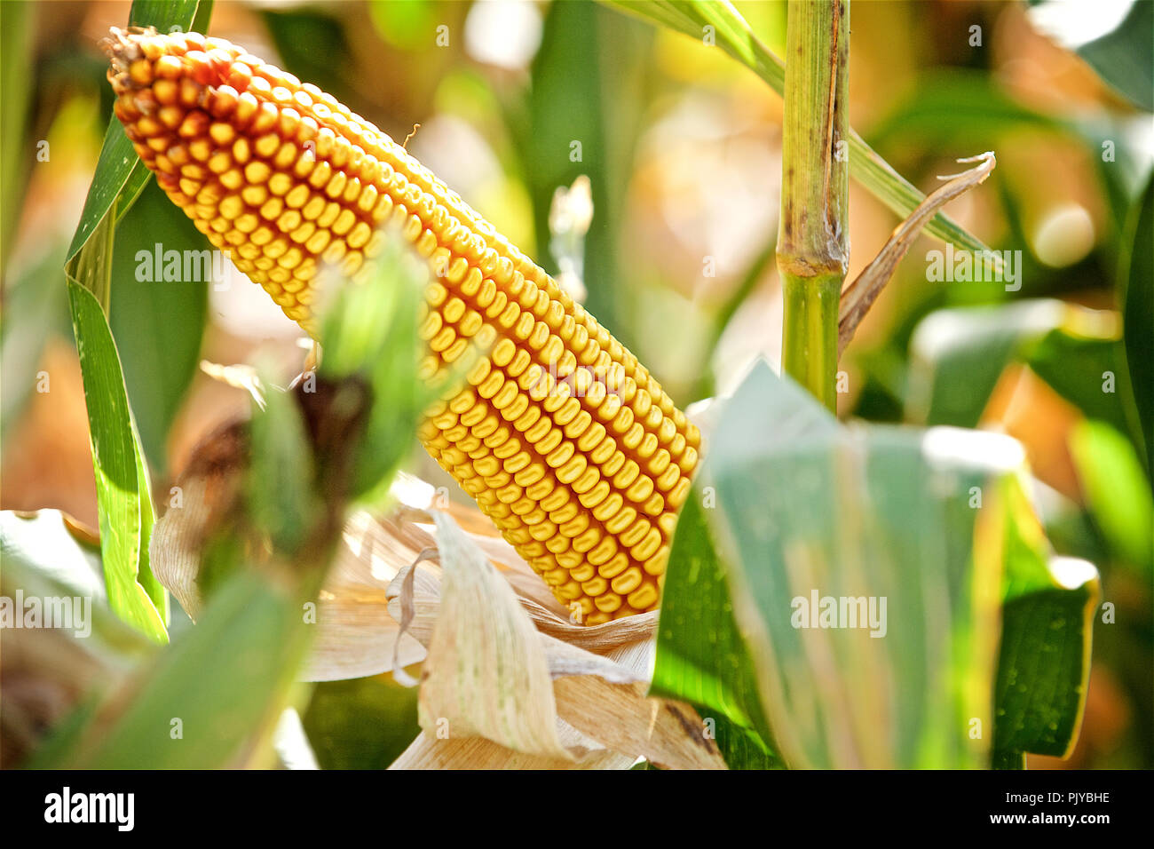 ripe corn on the field Stock Photo - Alamy