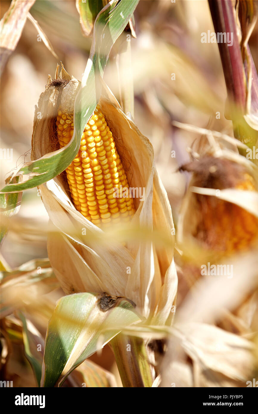Beauty of ripe corn hi-res stock photography and images - Alamy