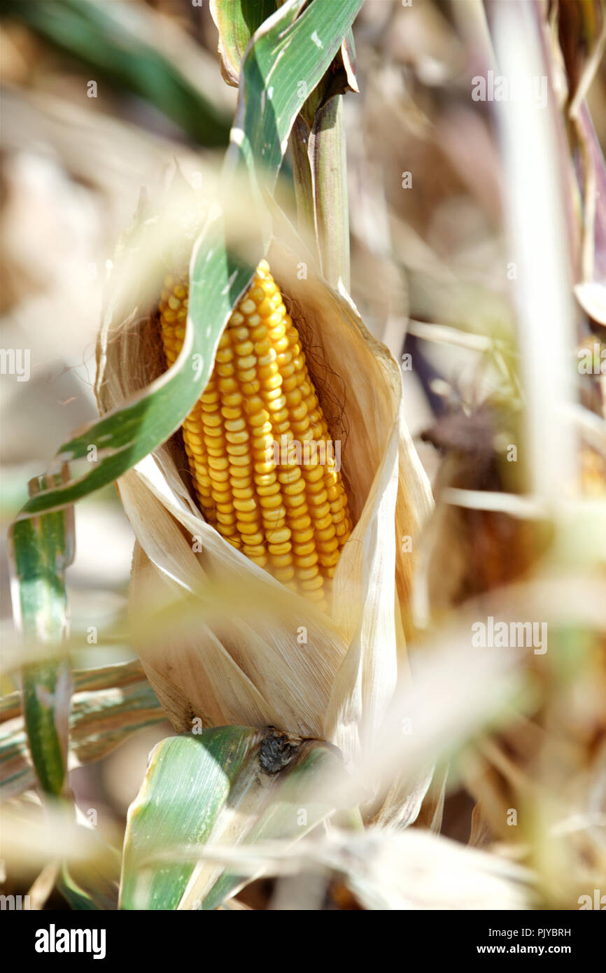 Beauty of ripe corn hi-res stock photography and images - Alamy