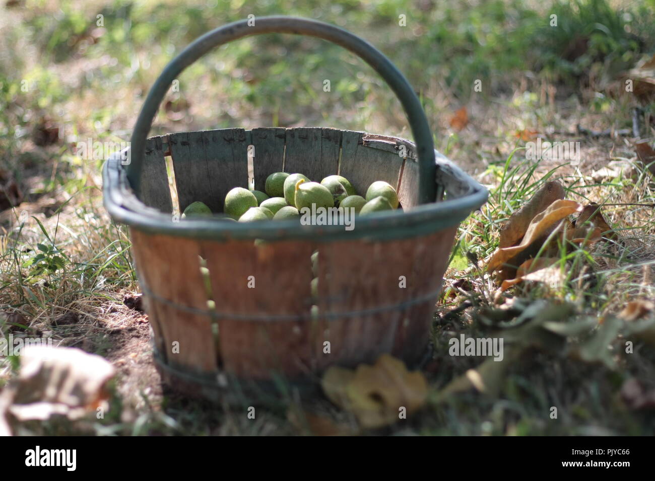 Under the walnut tree hi-res stock photography and images - Alamy