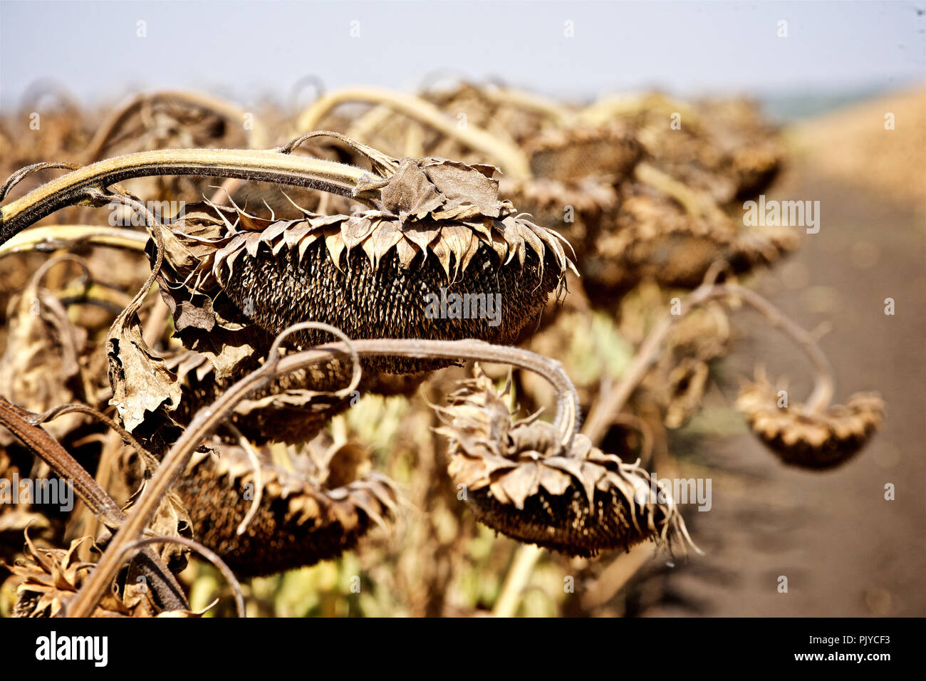 Ripe sunflower hi-res stock photography and images - Alamy