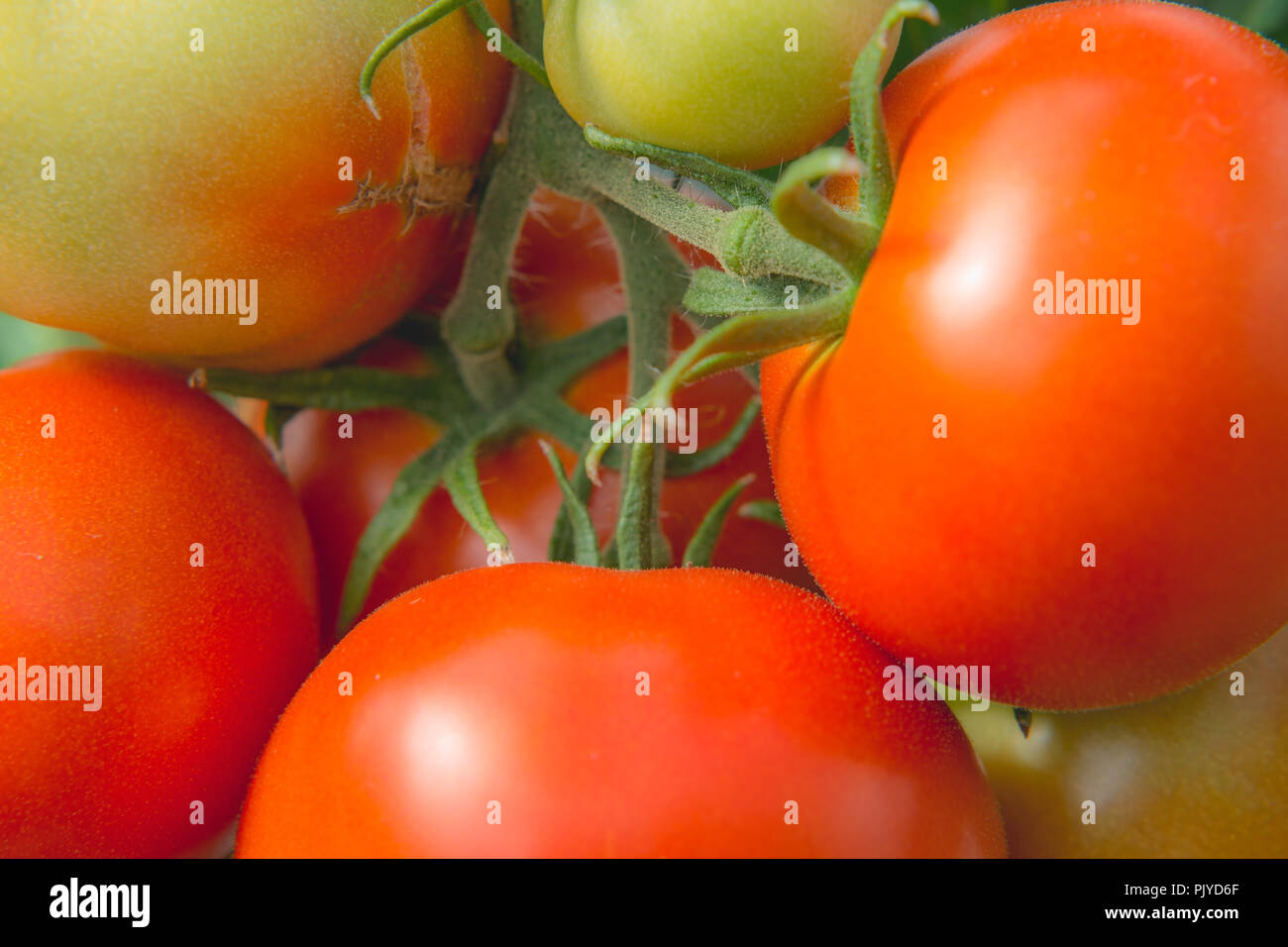 Close up tomato in the greenhouse Stock Photo - Alamy