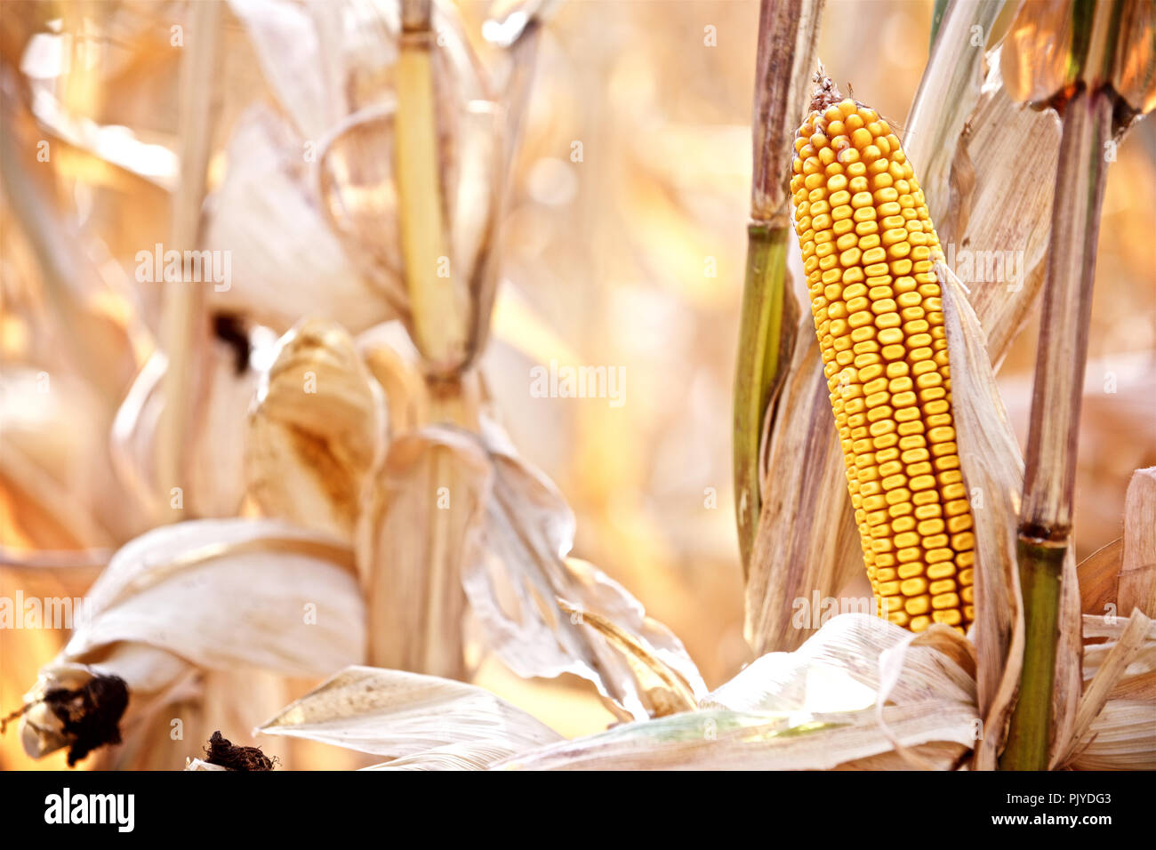 ripe corn on the field Stock Photo - Alamy
