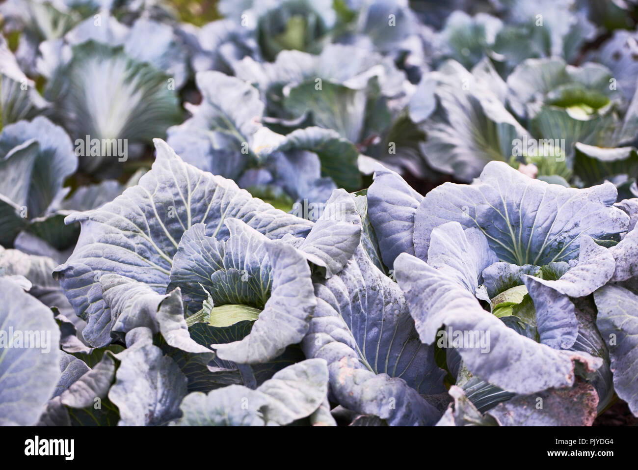 Landscape view of a freshly growing cabbage Stock Photo - Alamy