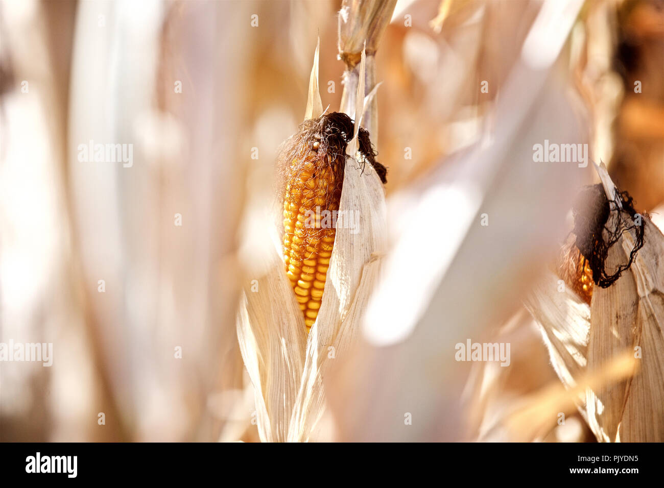 ripe corn on the field Stock Photo - Alamy
