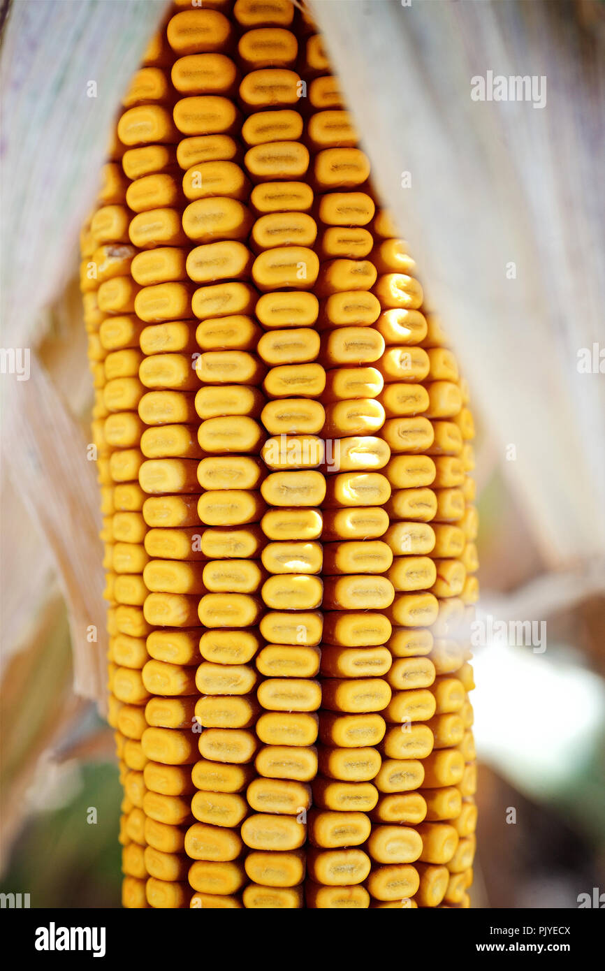Beauty of ripe corn hi-res stock photography and images - Alamy