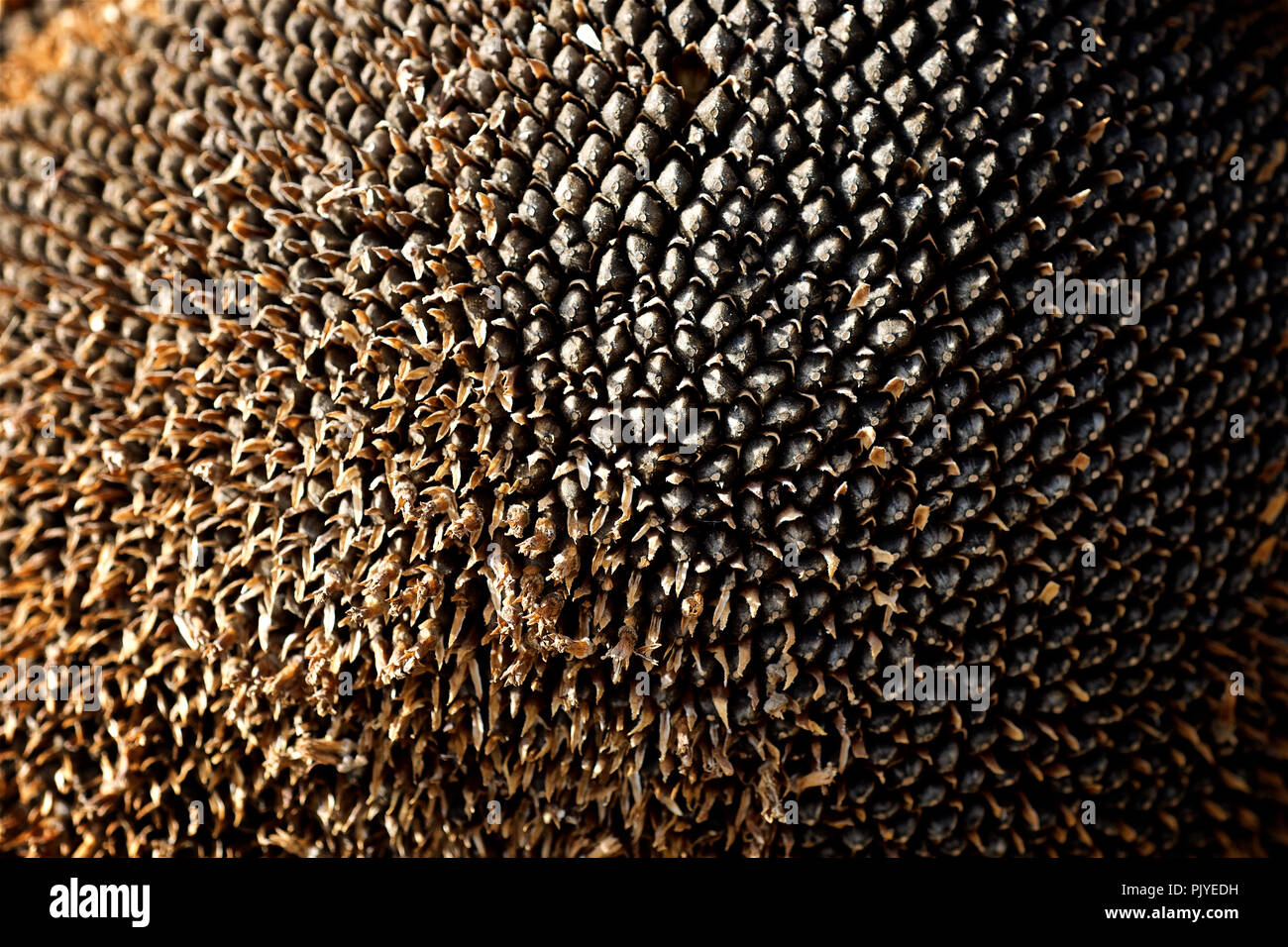 ripe sunflower on the field Stock Photo - Alamy