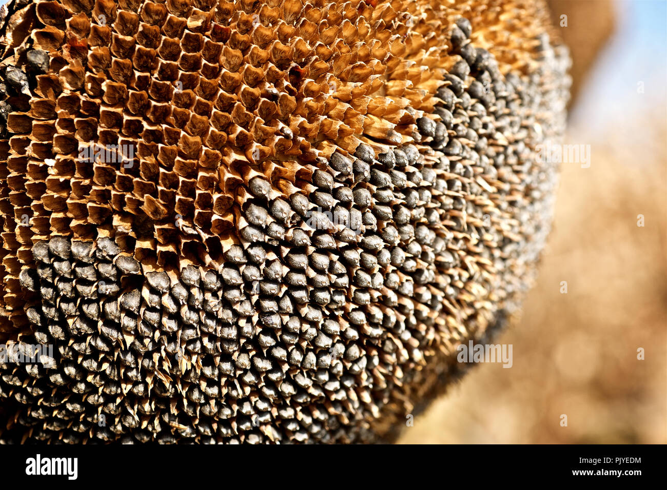 ripe sunflower on the field Stock Photo - Alamy