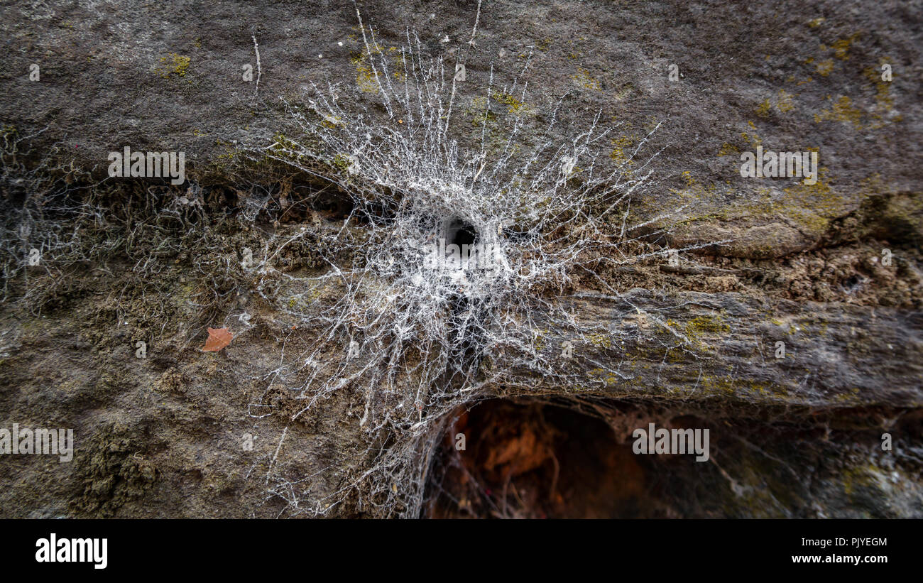 Stone spider hi-res stock photography and images - Alamy